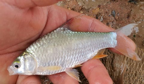 Lampam jawa (Barbonymus ganionotus) 1 – EcoWorld