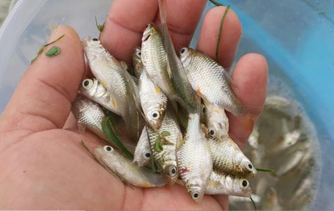 Lampam jawa (Barbonymus ganionotus) 4 – EcoWorld