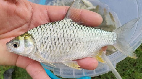 Lampam jawa (Barbonymus ganionotus) 5 – EcoWorld