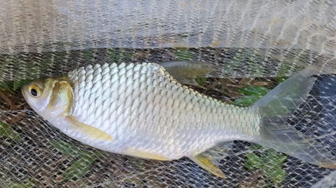 Lampam jawa (Barbonymus ganionotus) 6 – EcoWorld