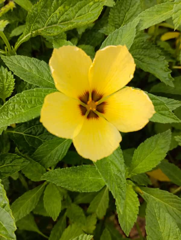Yellow Alder (Turnera ulmifolia) – EcoWorld